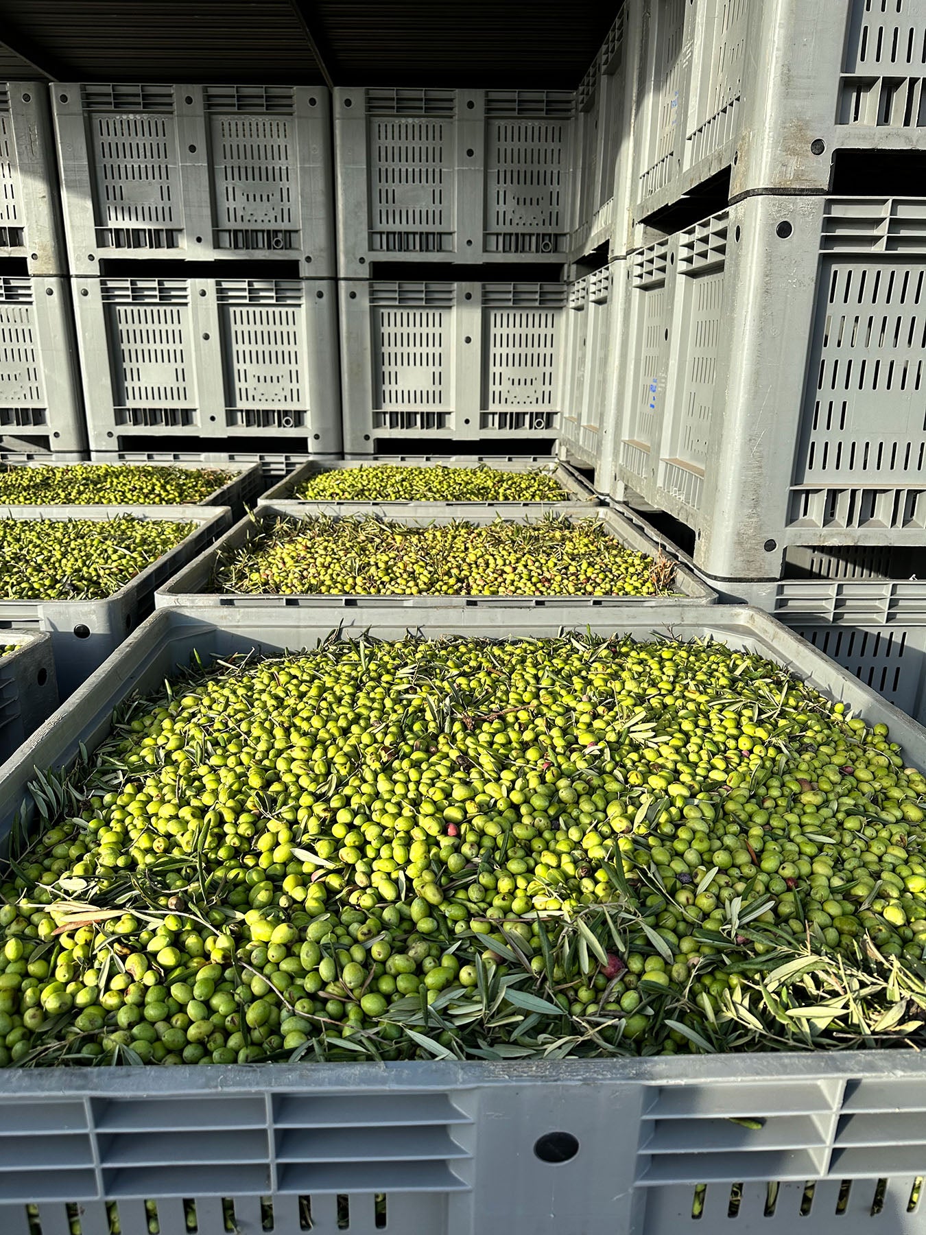 Monocultivar - Unlocking Superior Flavor & Health Benefits – Masseria ...